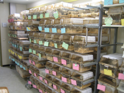 NACIP - Rodent Facility